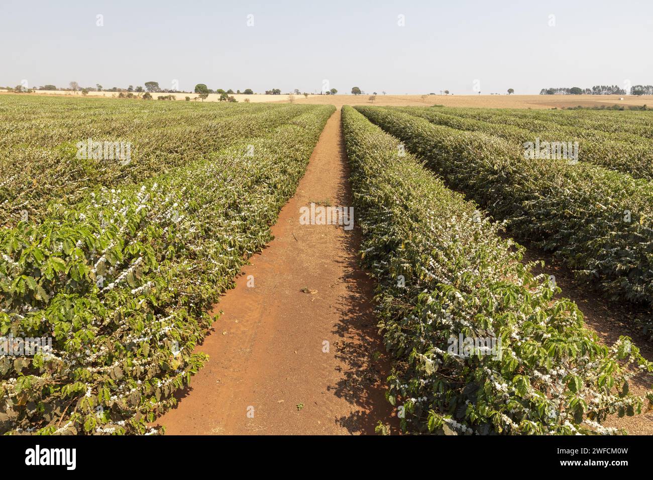 Coffee plantation during flowering Stock Photo - Alamy