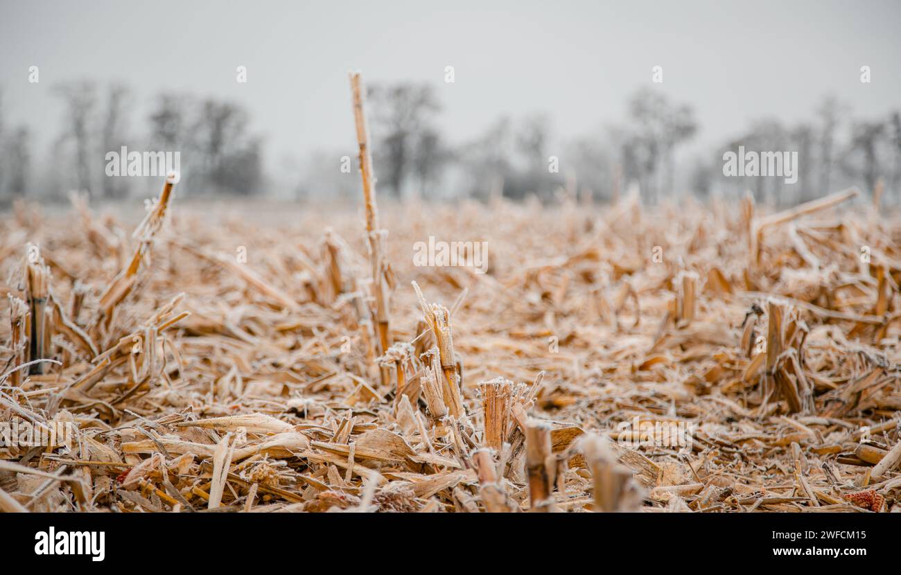 Corn field is covered with blanket of snow with the remains of corn ...