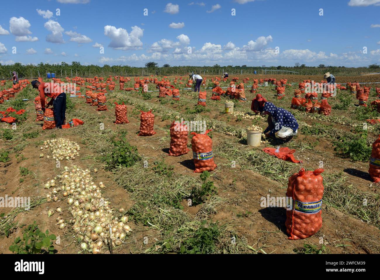 Manual harvesting of drip irrigation onions Stock Photo - Alamy
