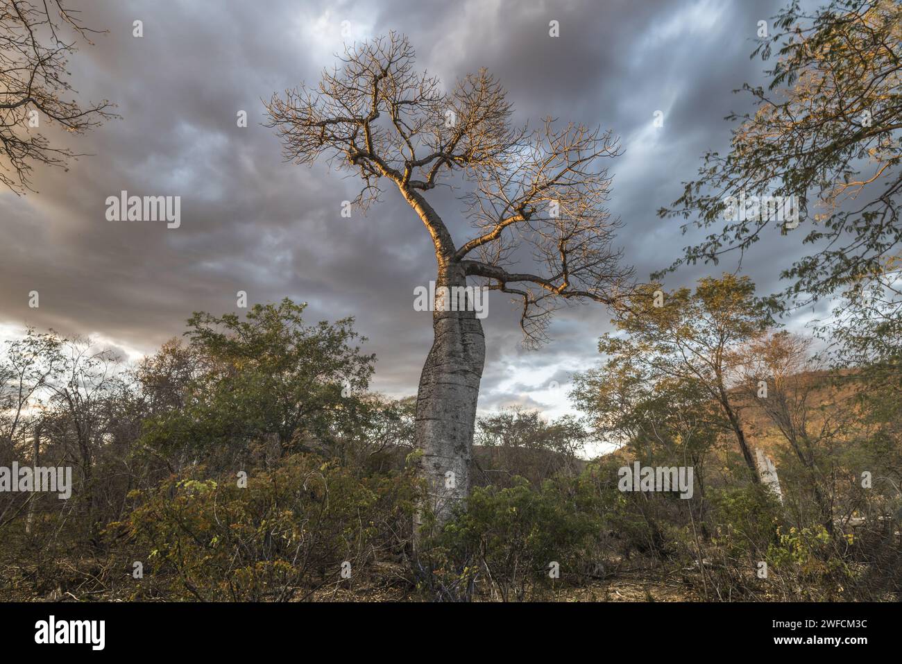 Embarse tree in deciduous seasonal forest or deciduous tropical forest ...