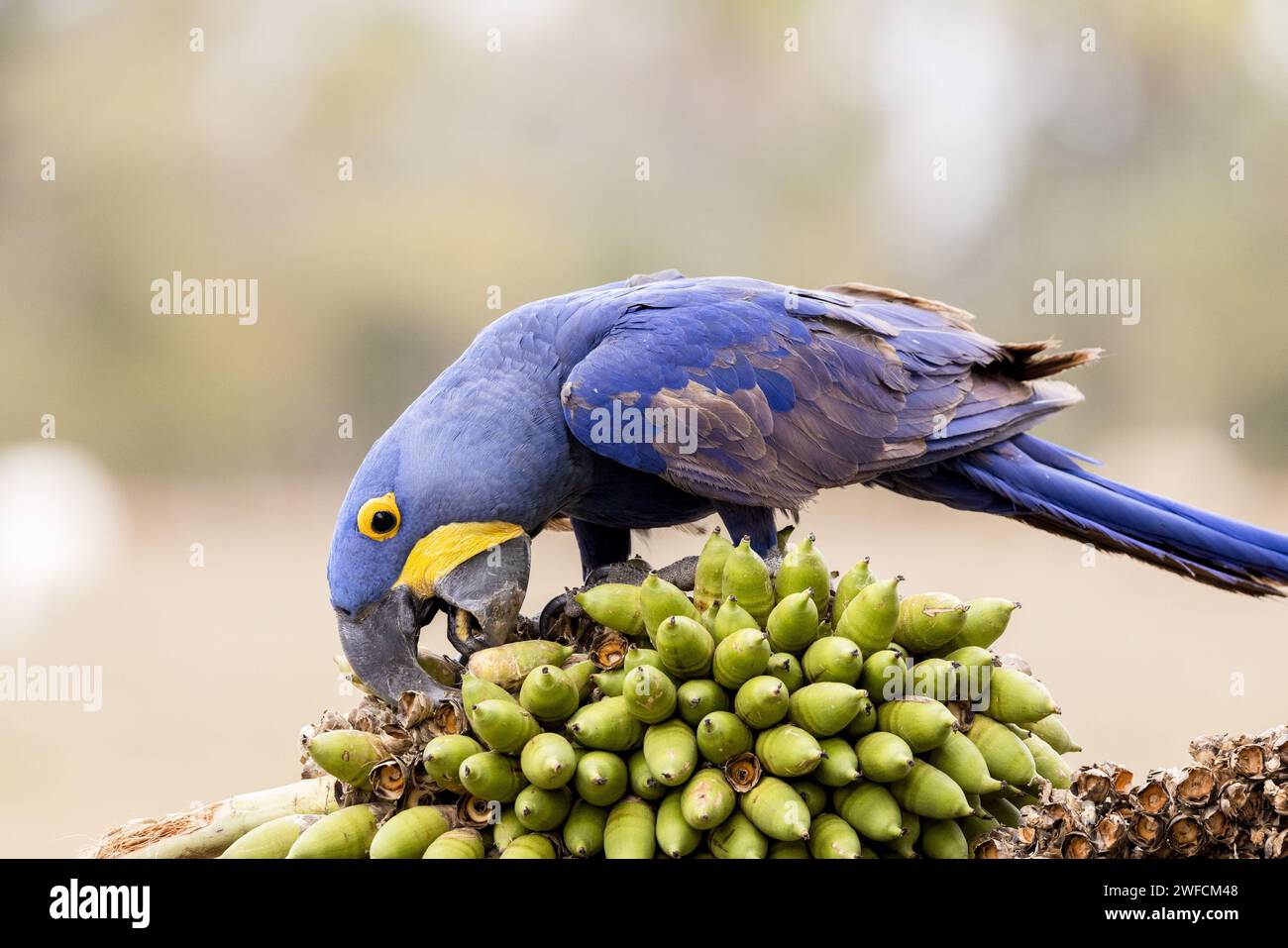 Detail of a hyacinth macaw eating fruits of the acuri palm tree in the ...