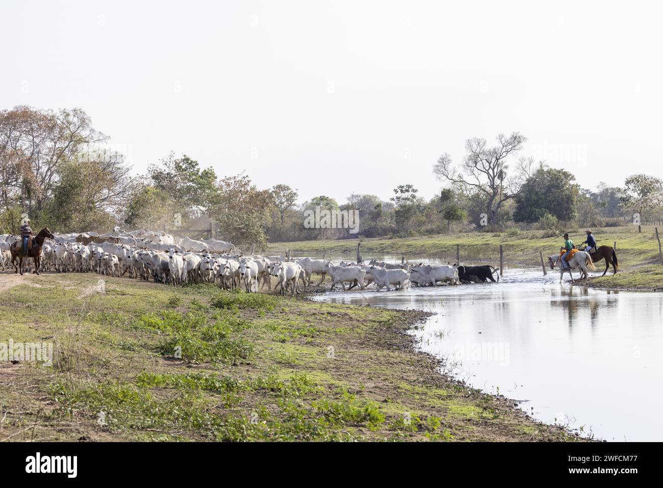 Pedestrians crossing cattle in a low level farm dam during drought ...