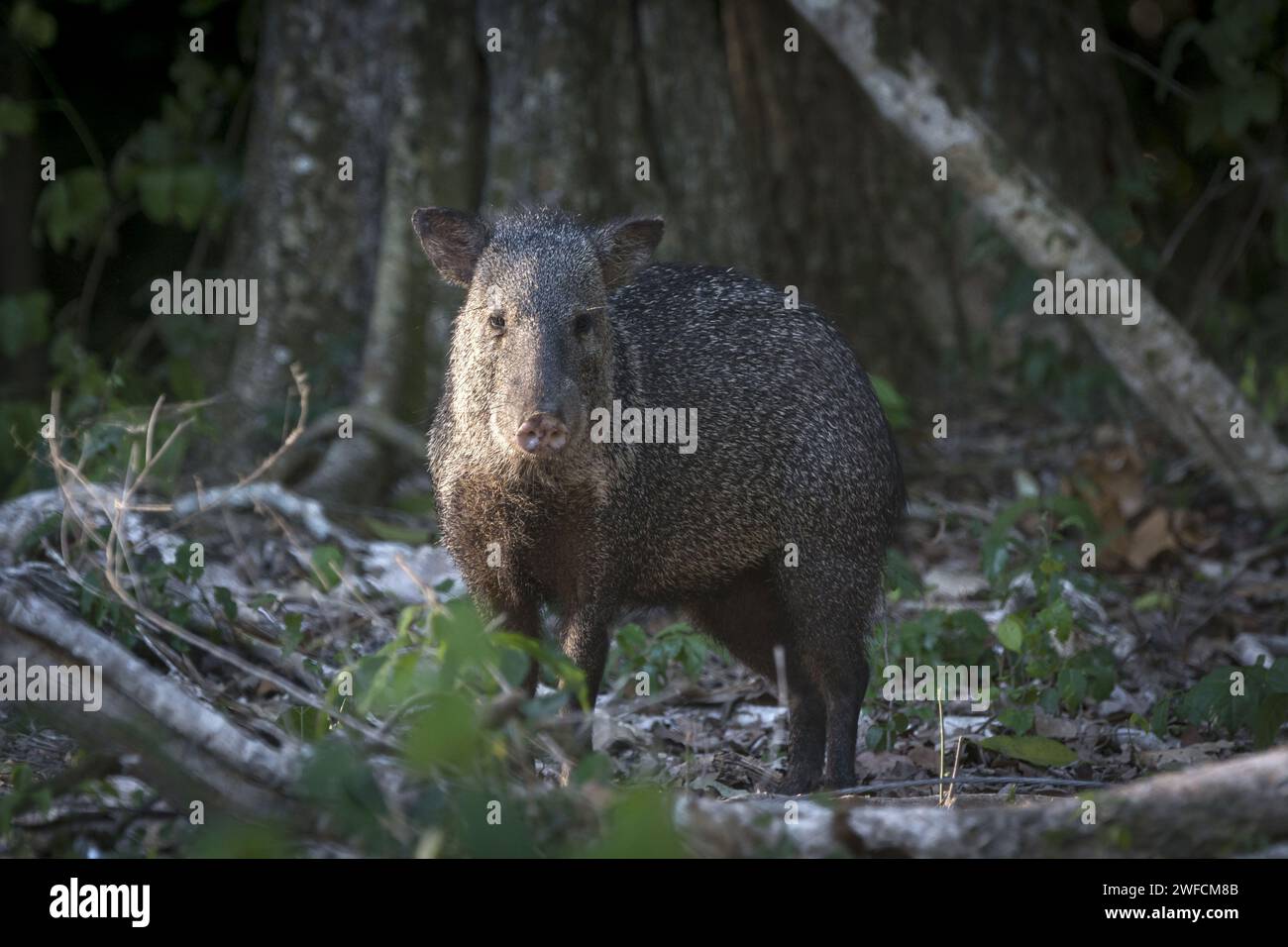 Pig-to-kill in the Pantanal - also known as peccaries or peccary Stock ...