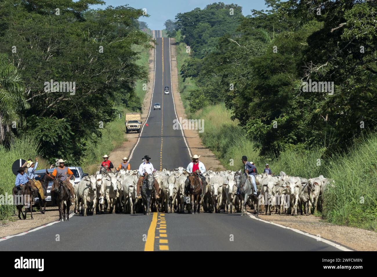 Transamazonica highway hi-res stock photography and images - Alamy