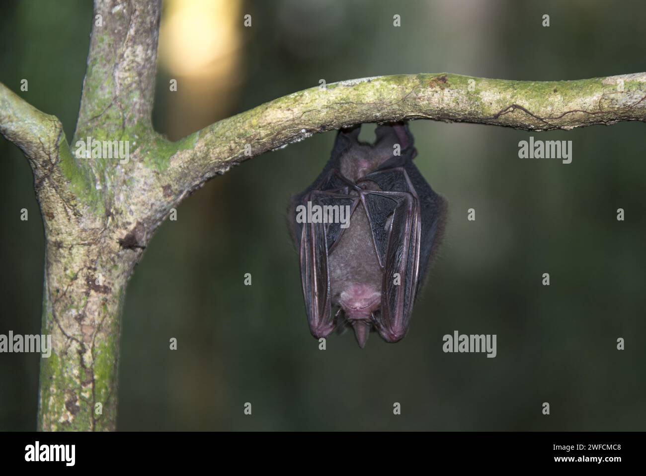 Chandless state park hi-res stock photography and images - Alamy