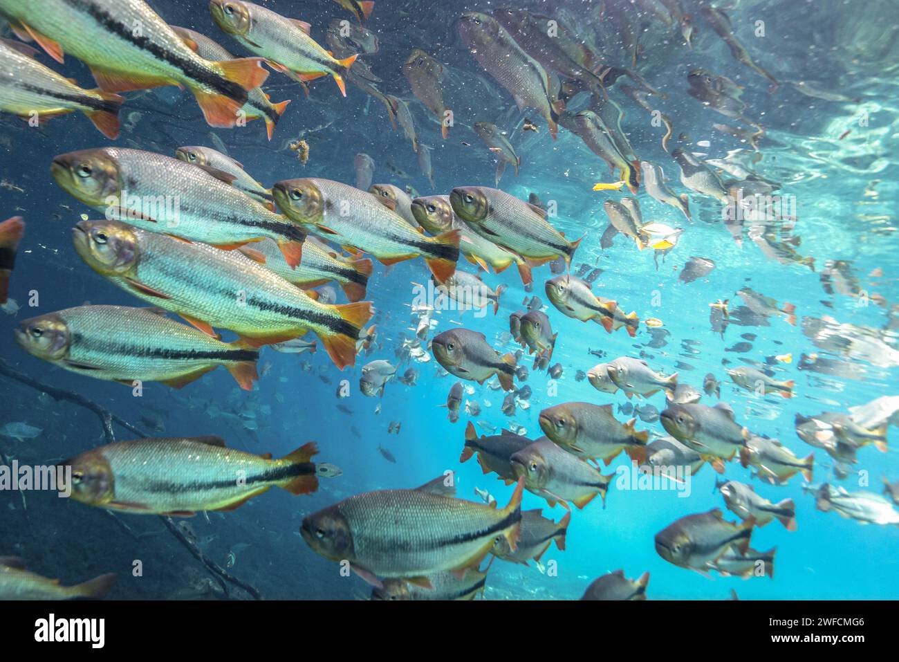 Piraputanga hi-res stock photography and images - Alamy