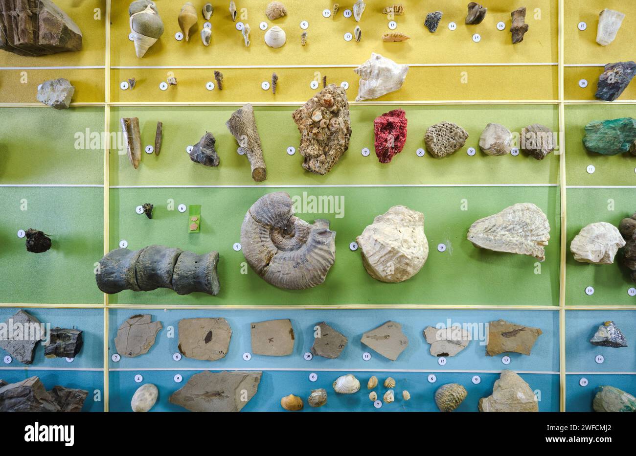 View of a case in the paleontology gallery, featuring fossils, bones, rock artifacts. At the ...