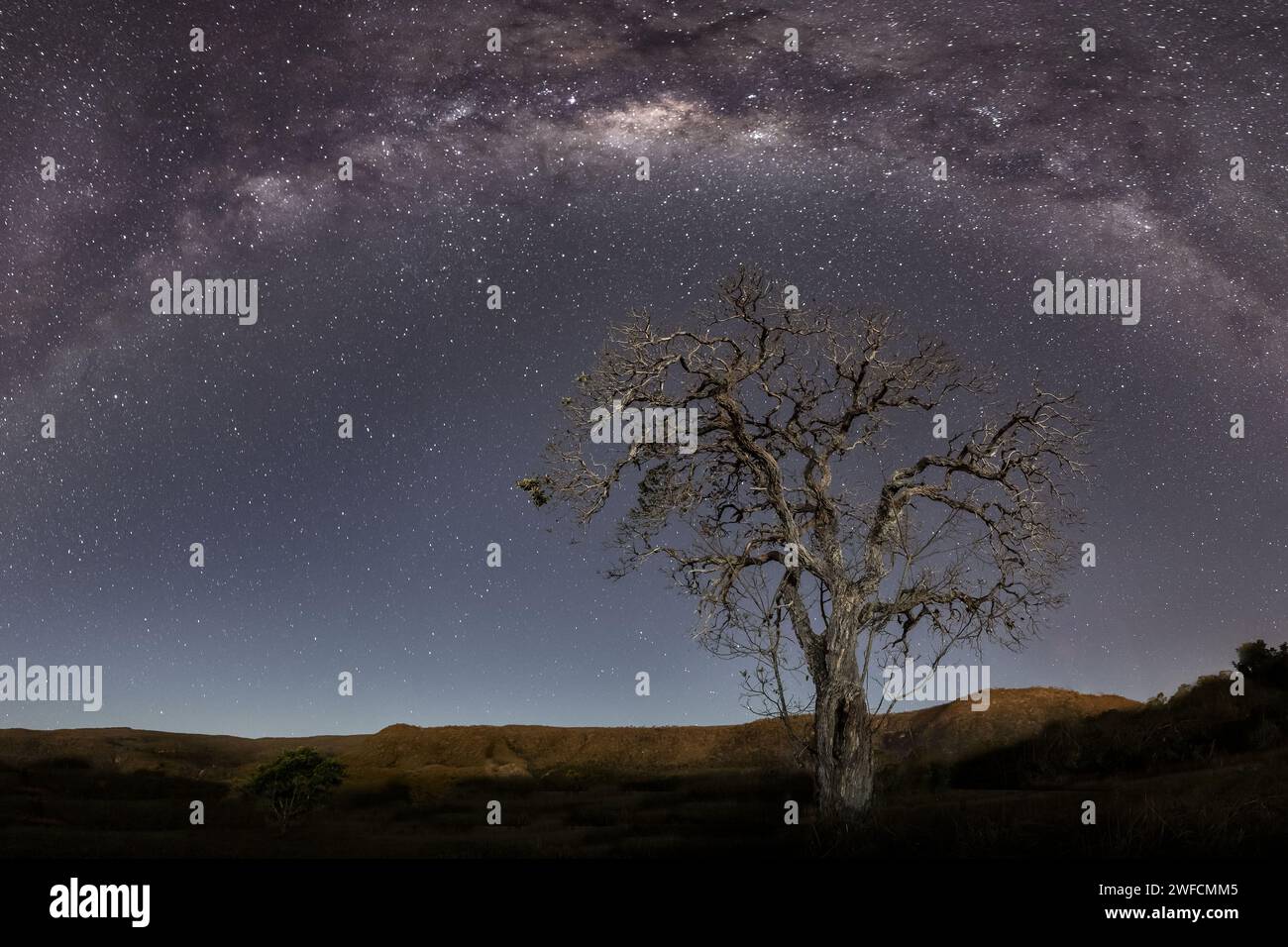 Cerrado tree and milky way in Chapada dos Veadeiros National Park Stock ...