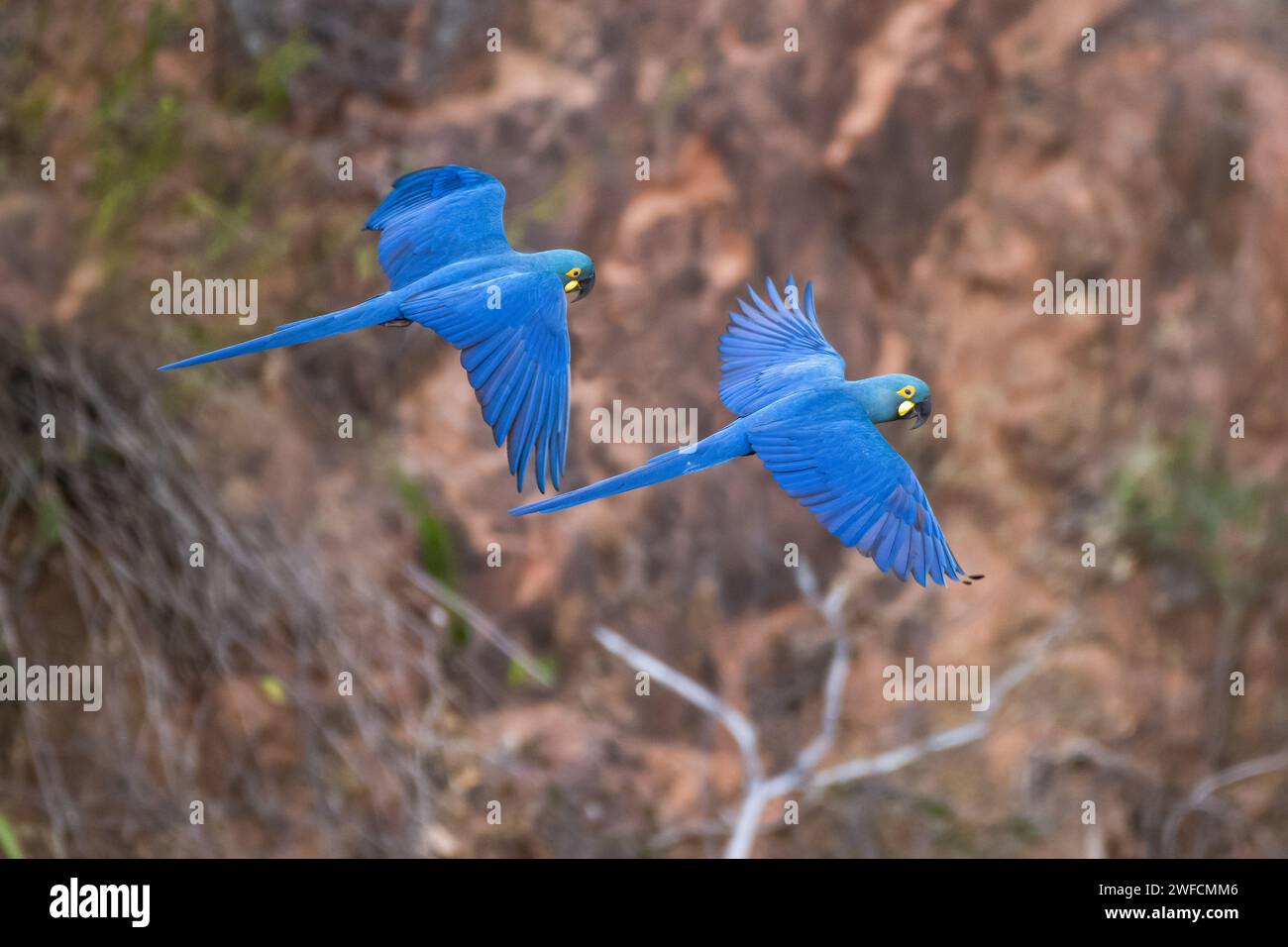 Couple of Lear's Macaw Flying - also known as Macaw and Lesser Macaw ...