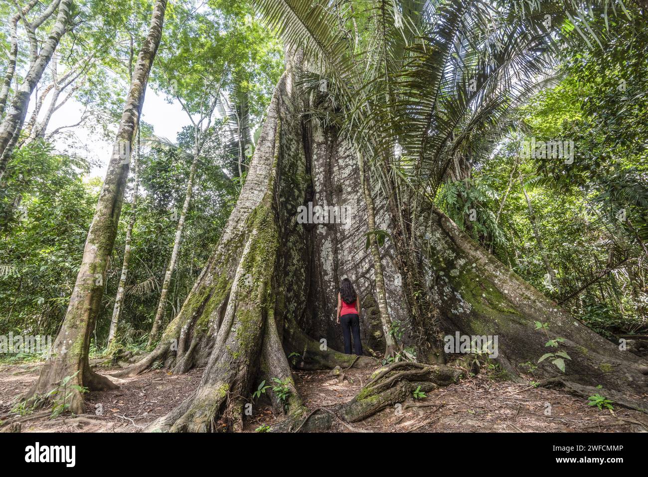 Samauma tree hi-res stock photography and images - Alamy