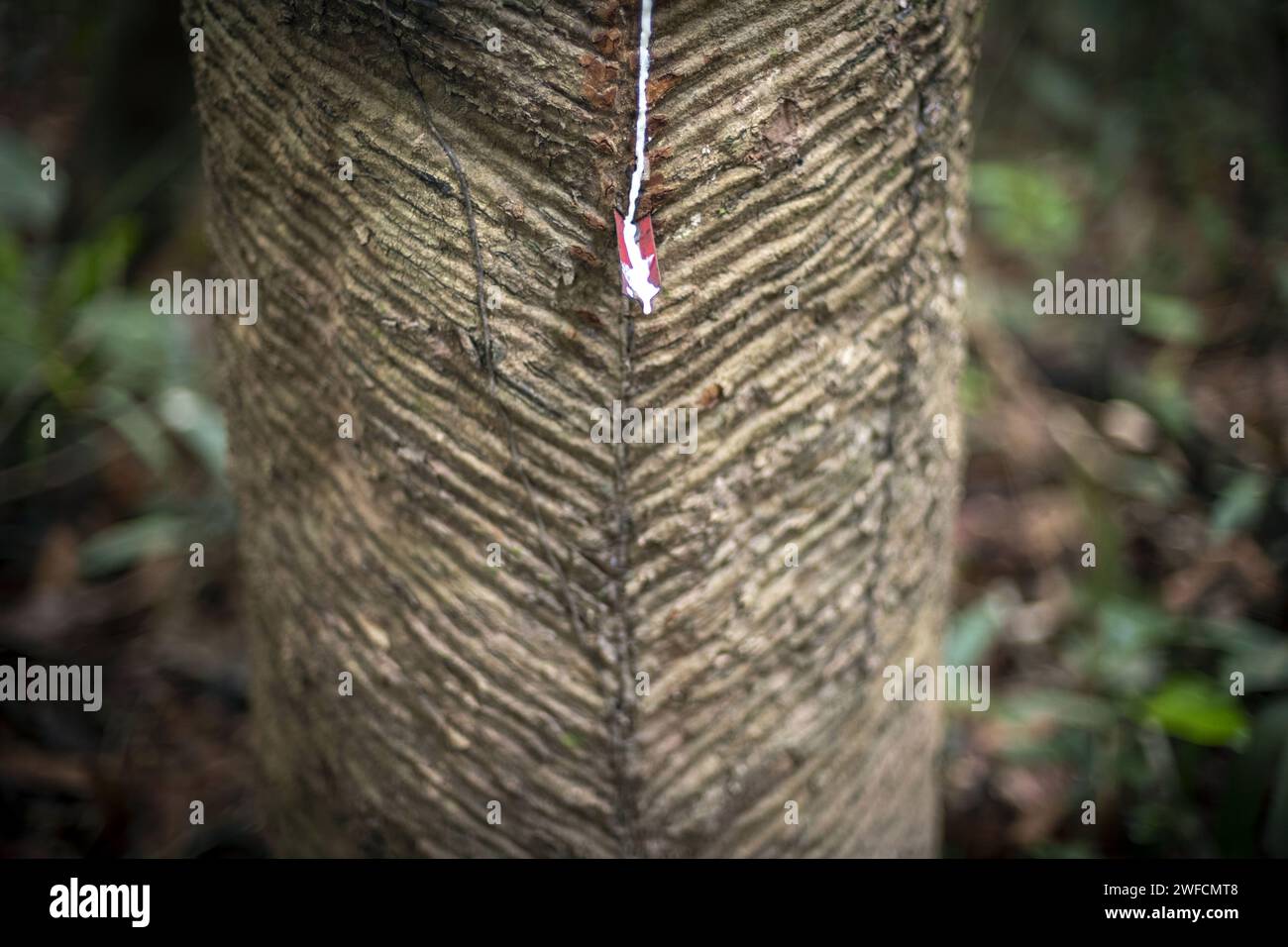 Detail of extraction of rubber latex - FLONA Aripuanã National Forest ...