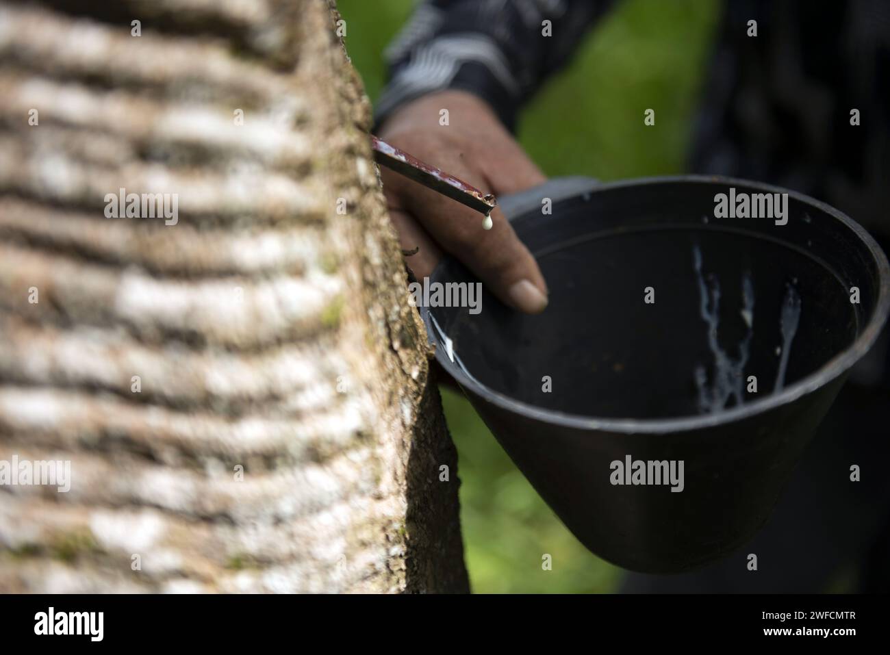 Detail of latex drop extracted by a rubber tapper from the Vila Batista ...