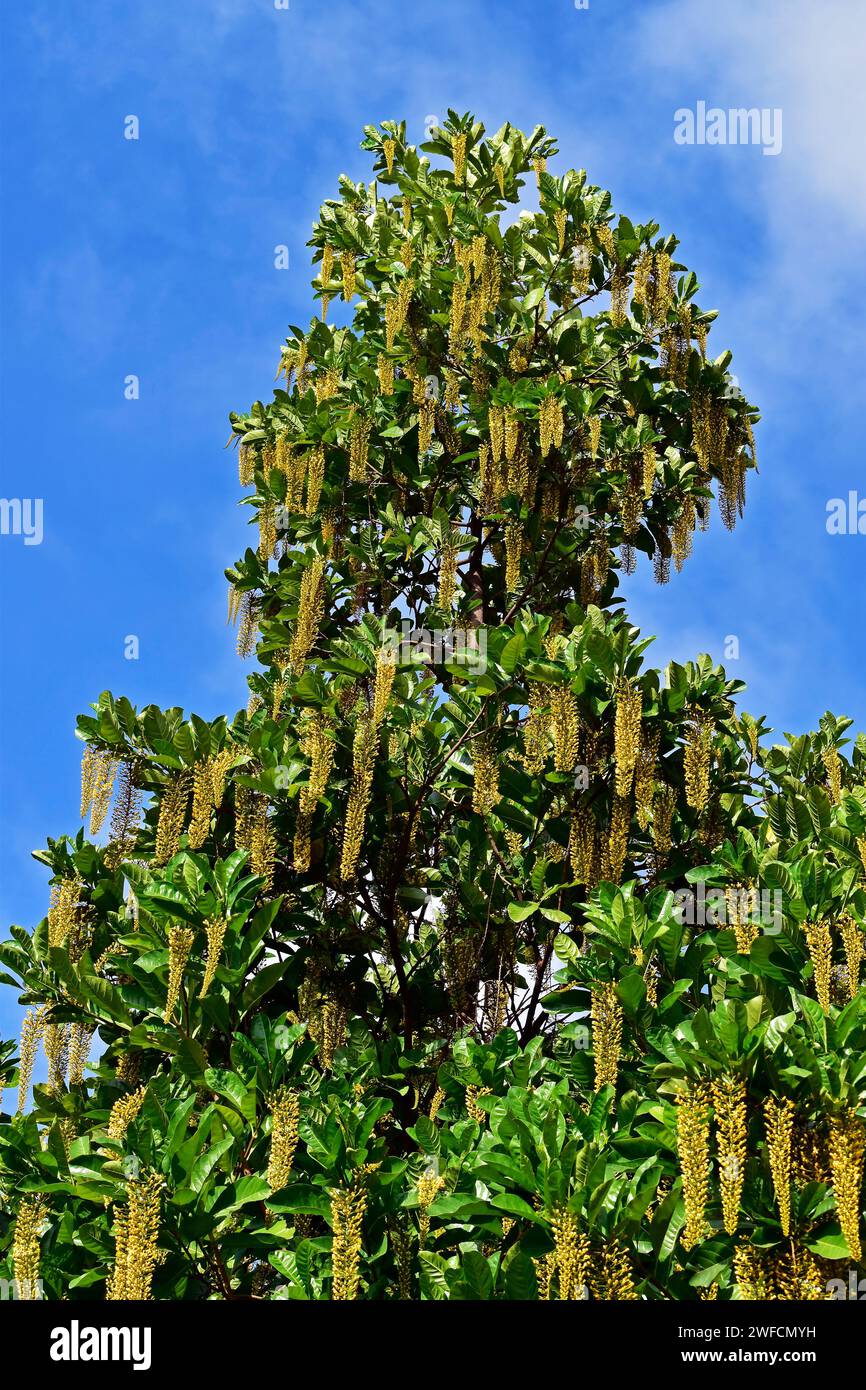Brazil's golden chain flowers on tree (Lophantera lactescens Stock ...