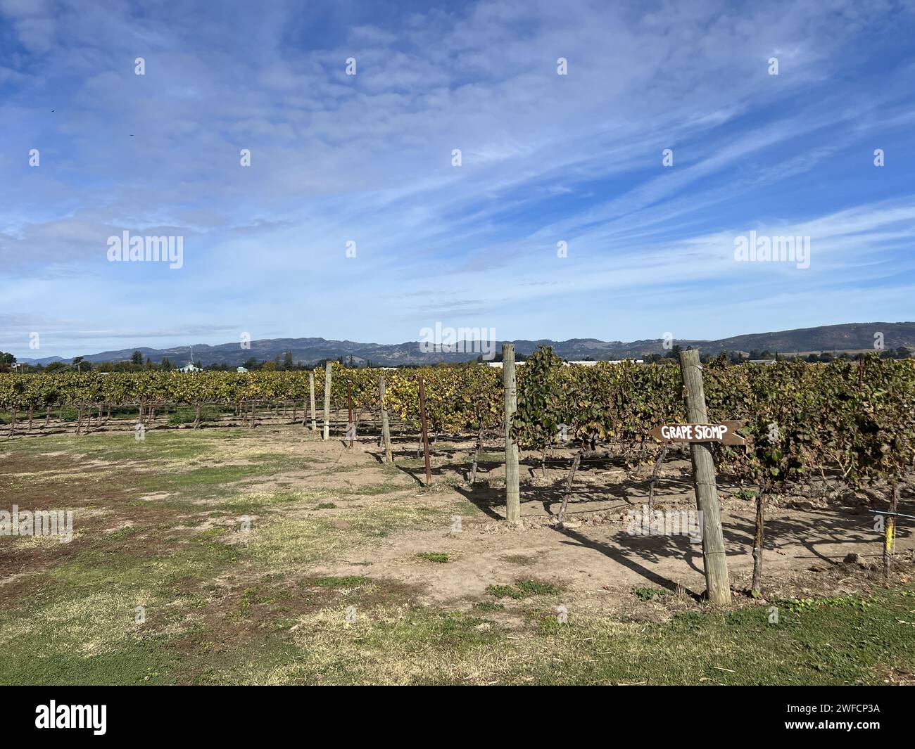Rows of grapevines under a clear blue sky with a 'Grape Stomp' sign at ...