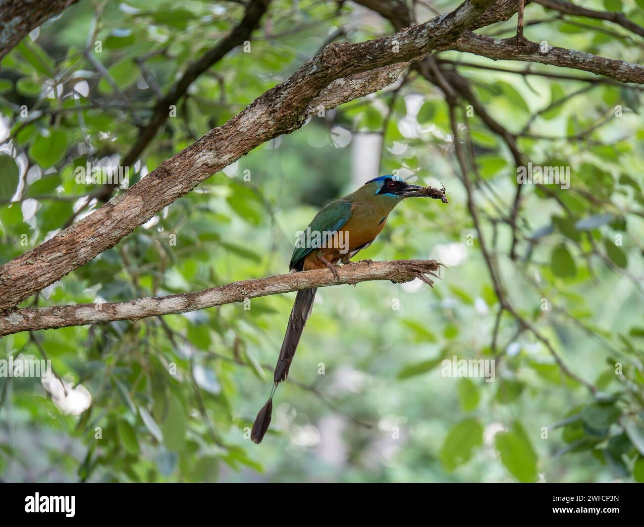 Blue-crowned Motmot in Brazil with an insect in its beak Stock Photo ...