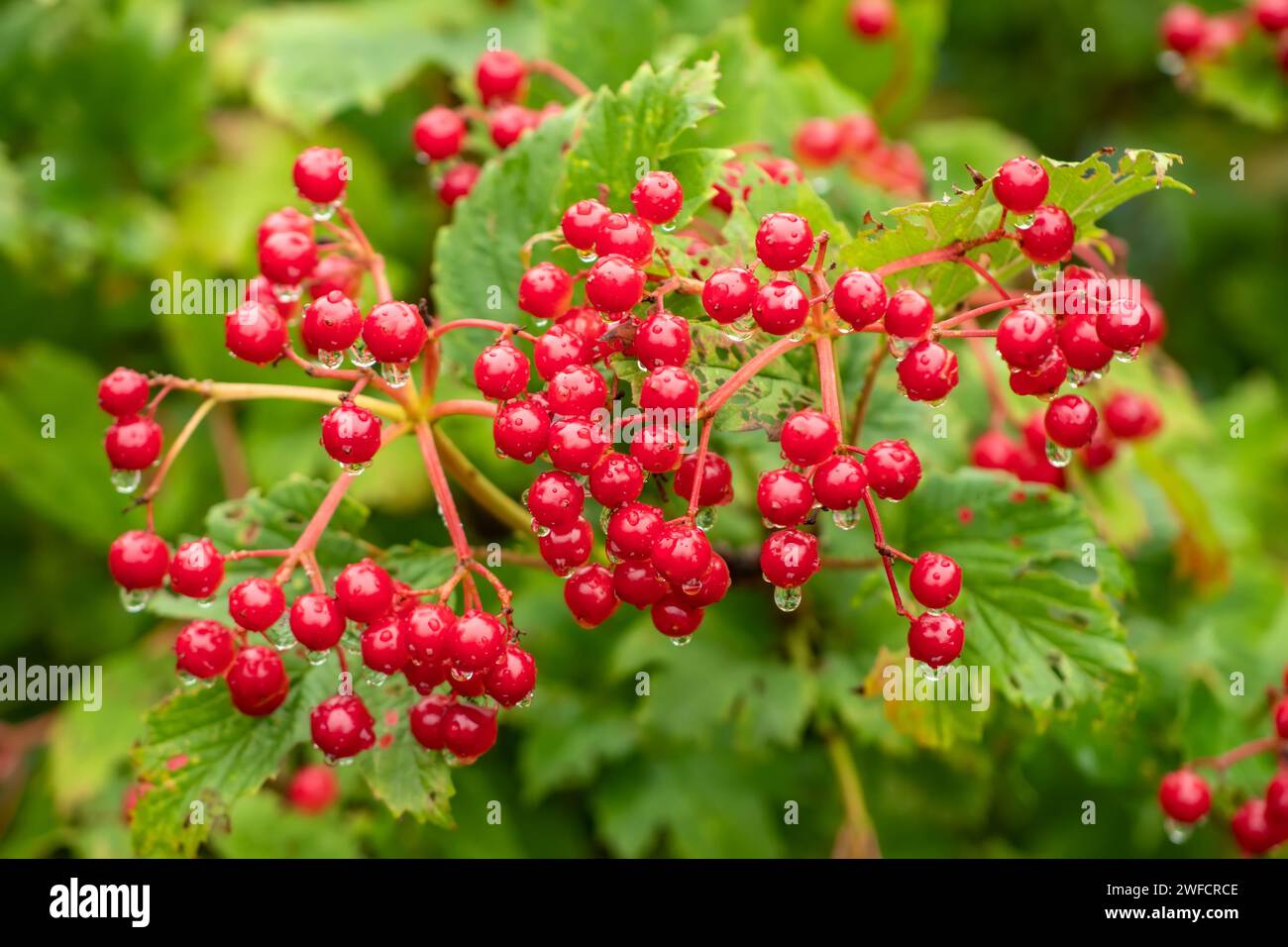 A bunch of viburnum with red berries and raindrops. Viburnum in the ...
