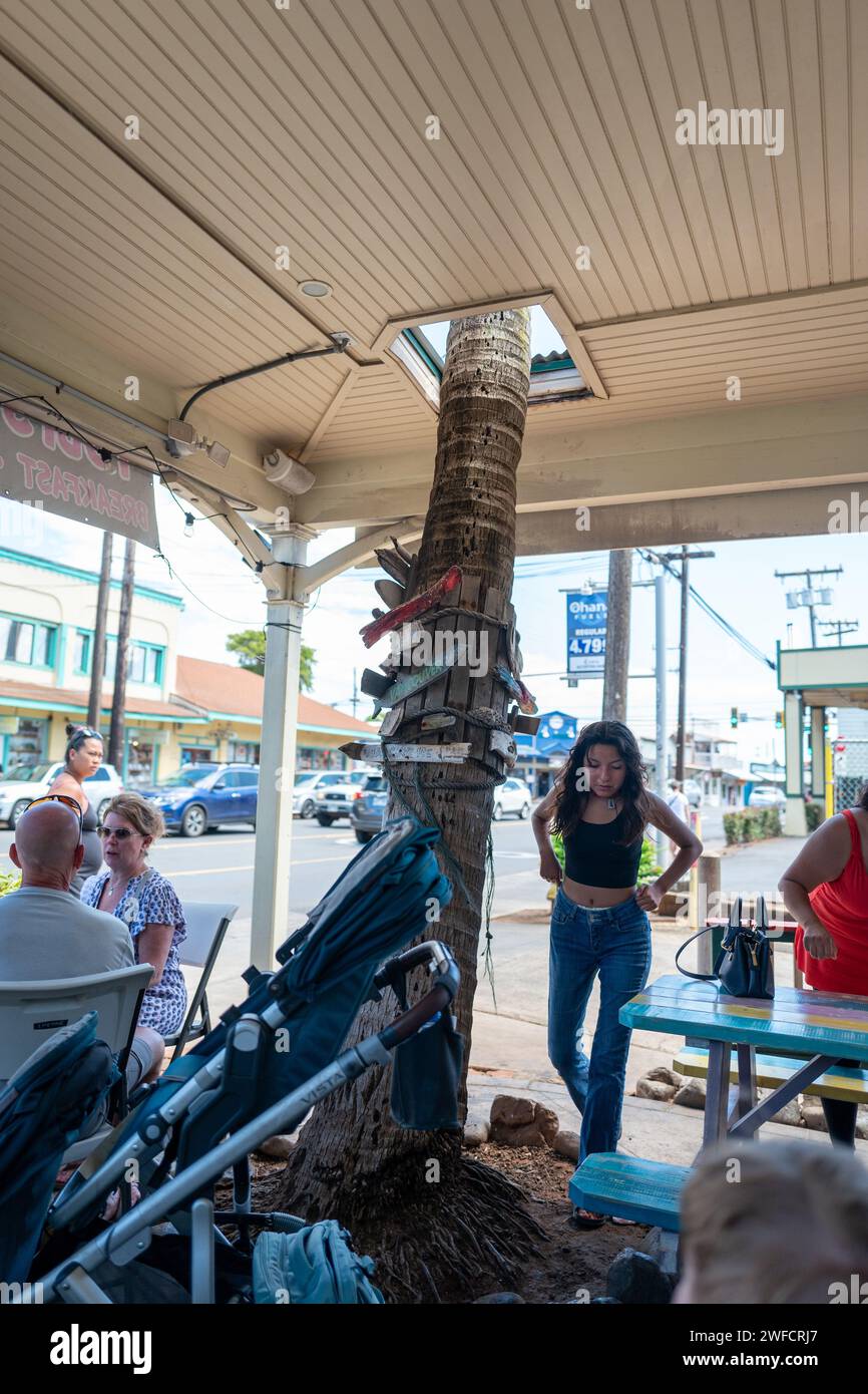 A tree grows through the ceiling of a shave ice stand on Maui, Paia ...