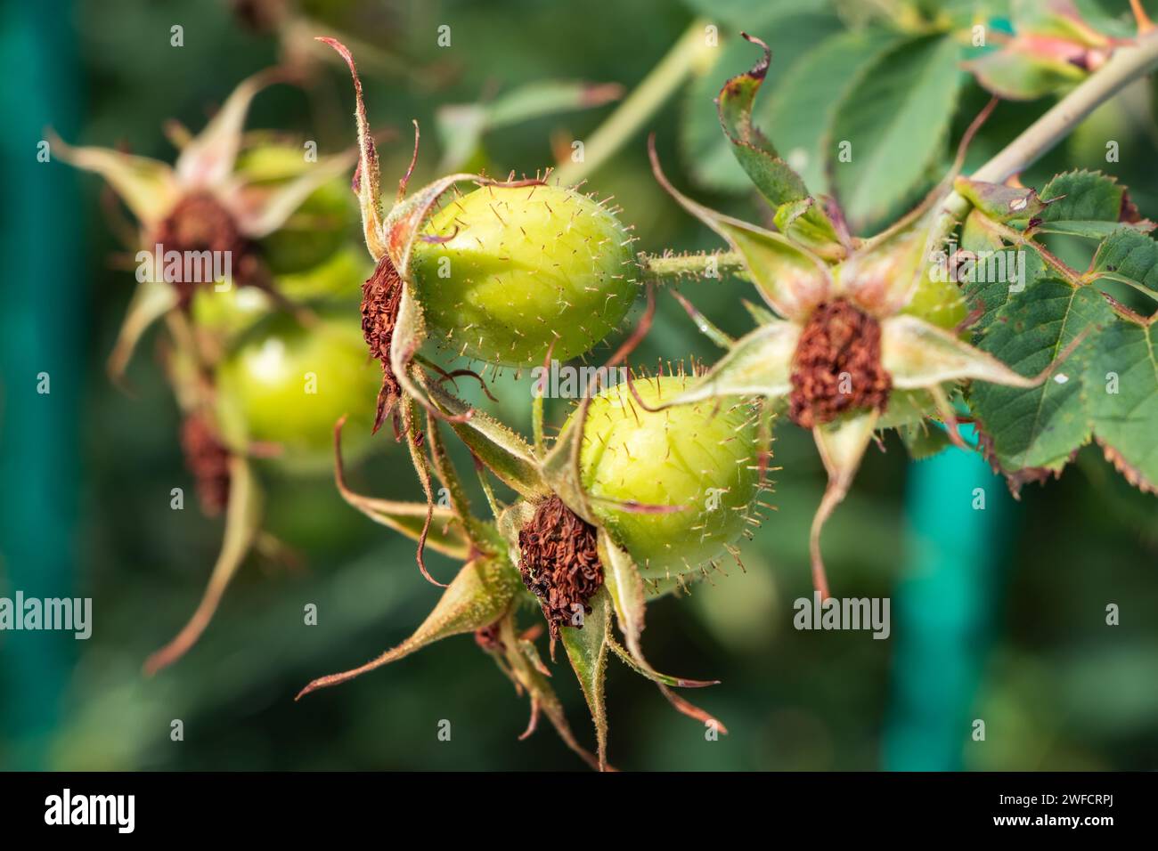 Green fruits of the Rosa villosa, the apple rose, is a species of rose ...