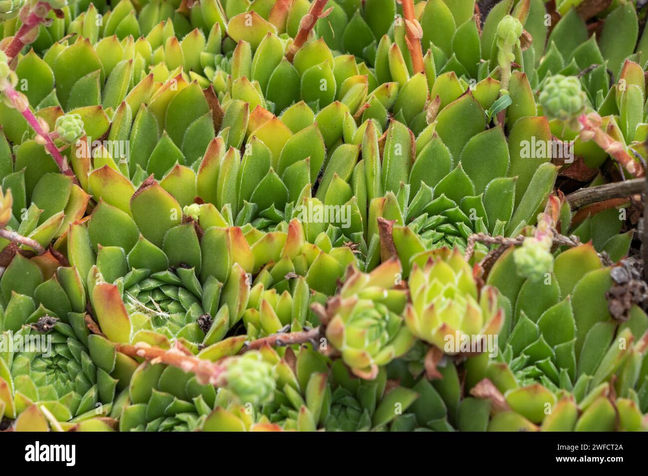 Close up of a hen and chicks plant, Sempervivum species Boylston ...