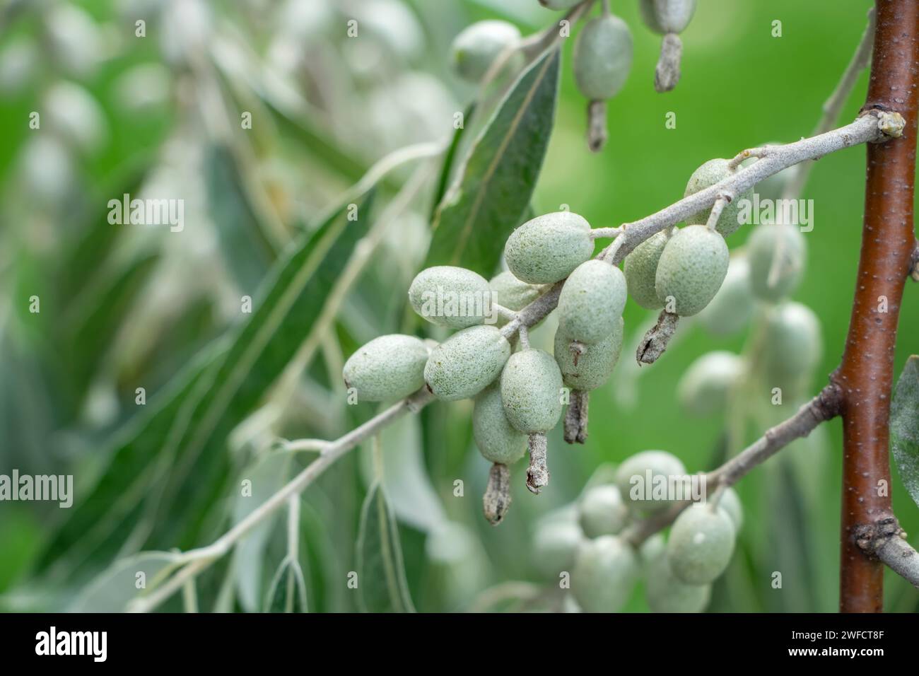 Leaves and fruits of the Tree of Paradise. Elaeagnus angustifolia Stock ...