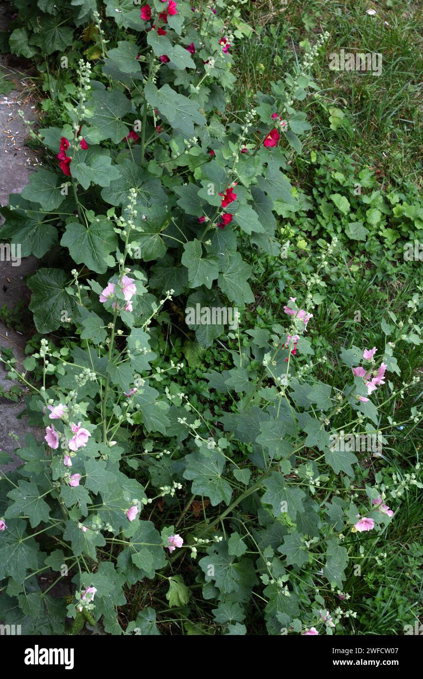 leaf, tree, lush, green, season, nature, brunch, forest, plant, bright ...