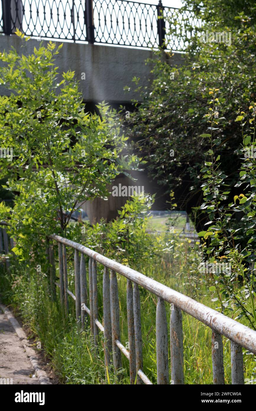 photo, leaf, tree branch, green, nature, plant, light, season, spring ...