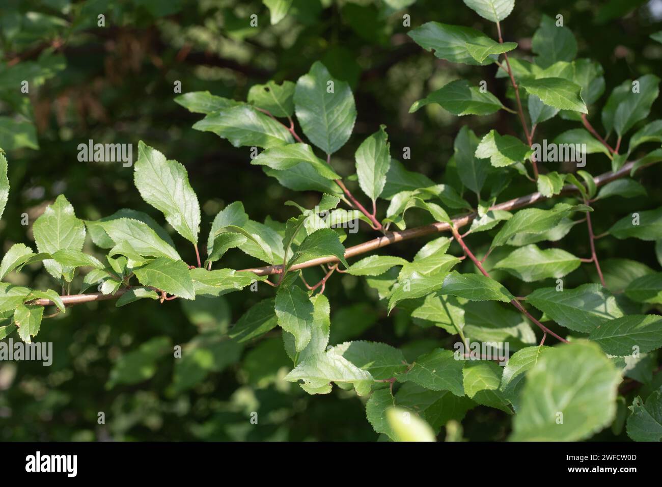leaf, foliage, tree, closeup, green, nature, forest, background ...