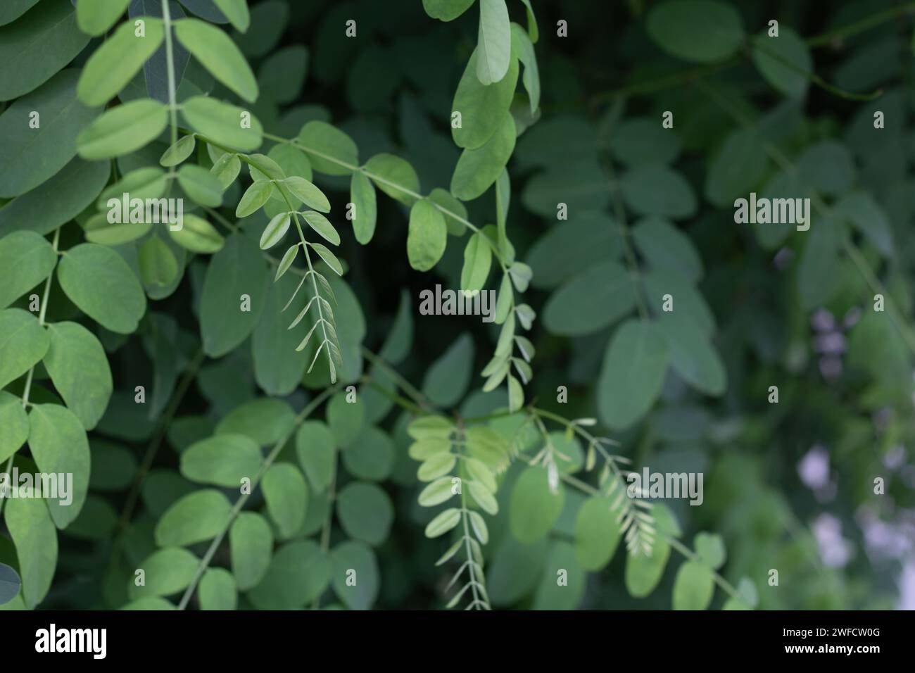 tree branch, botanical, leaf, park, botany, background, foliage, green ...