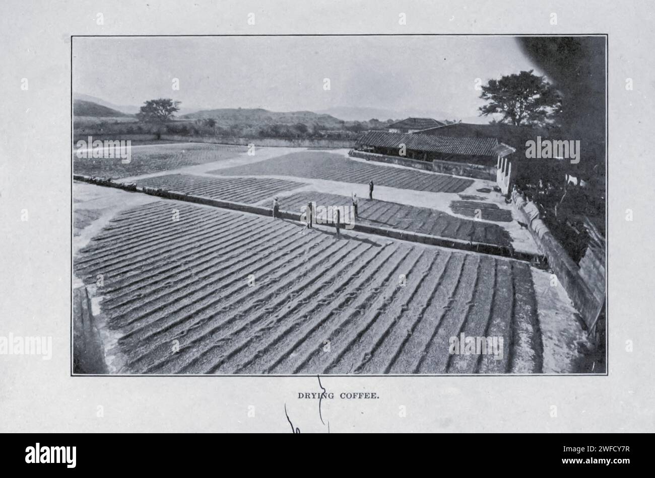 Coffee plantation 19th century hi-res stock photography and images - Alamy