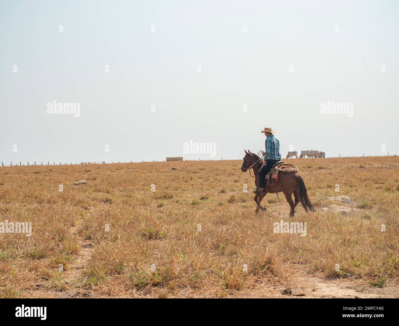 Cowboy is riding his horse on a cattle farm on dry prairie Stock Photo ...