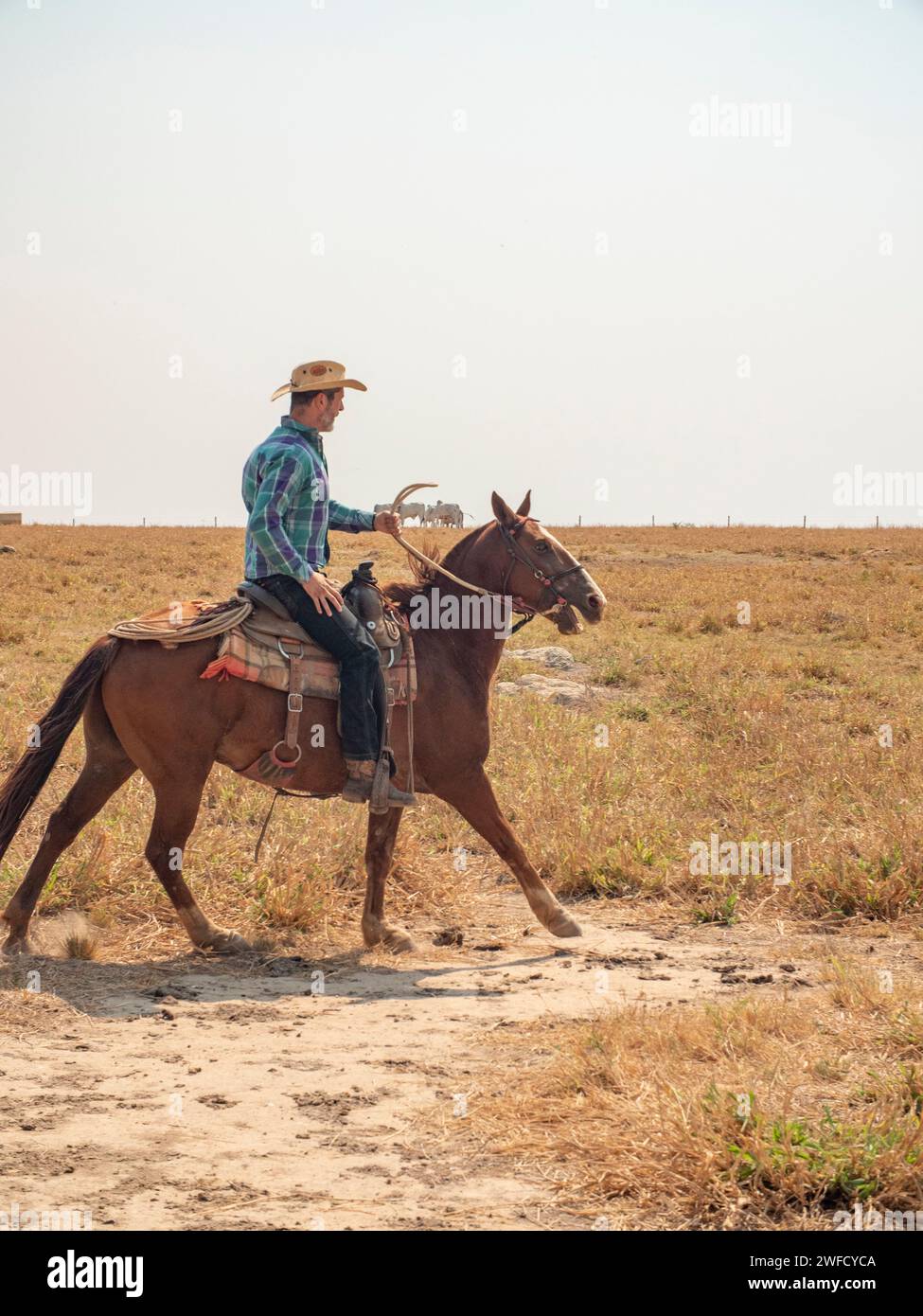 Cowboy is riding his horse on a cattle farm on dry prairie Stock Photo ...
