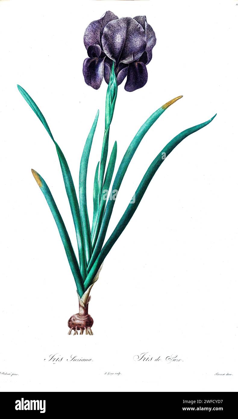 Iris susiana, commonly known as the mourning iris, is a species of ...