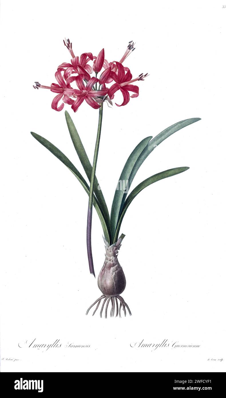 Guernsey lily nerine sarniensis hi-res stock photography and images - Alamy