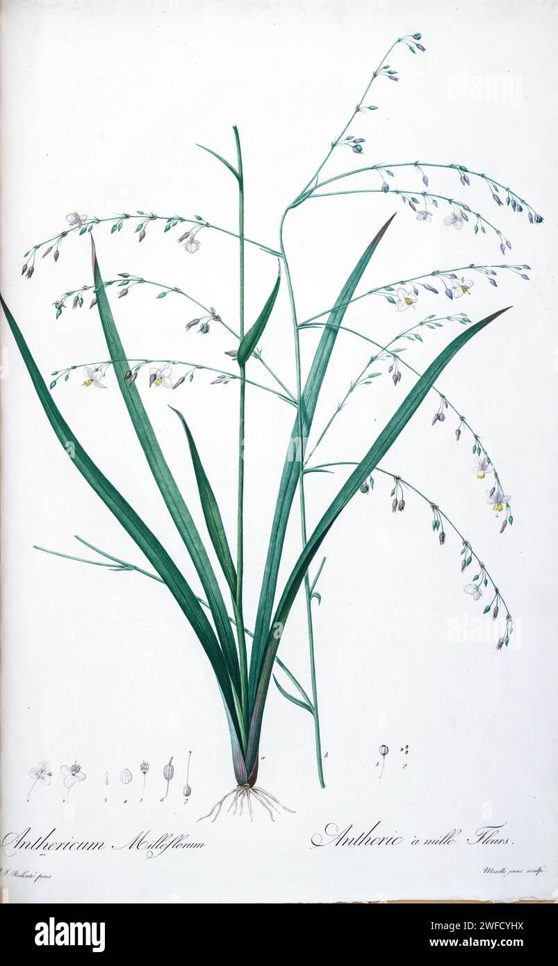 Arthropodium milleflorum, the pale vanilla lily, is a species of ...