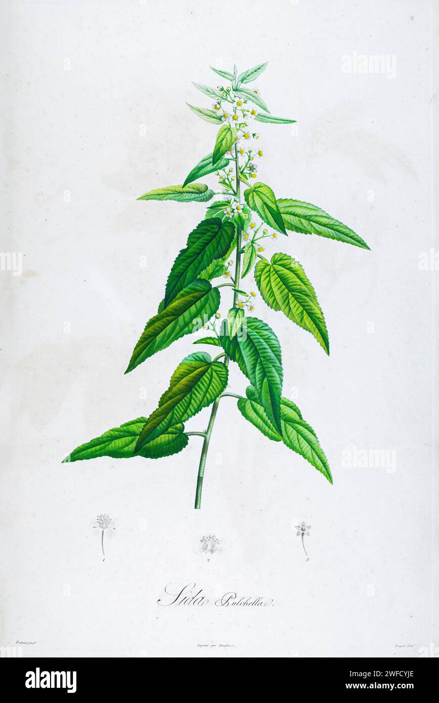 Gynatrix pulchella, syn Sida pulchella the hemp bush or Aboriginal hemp ...