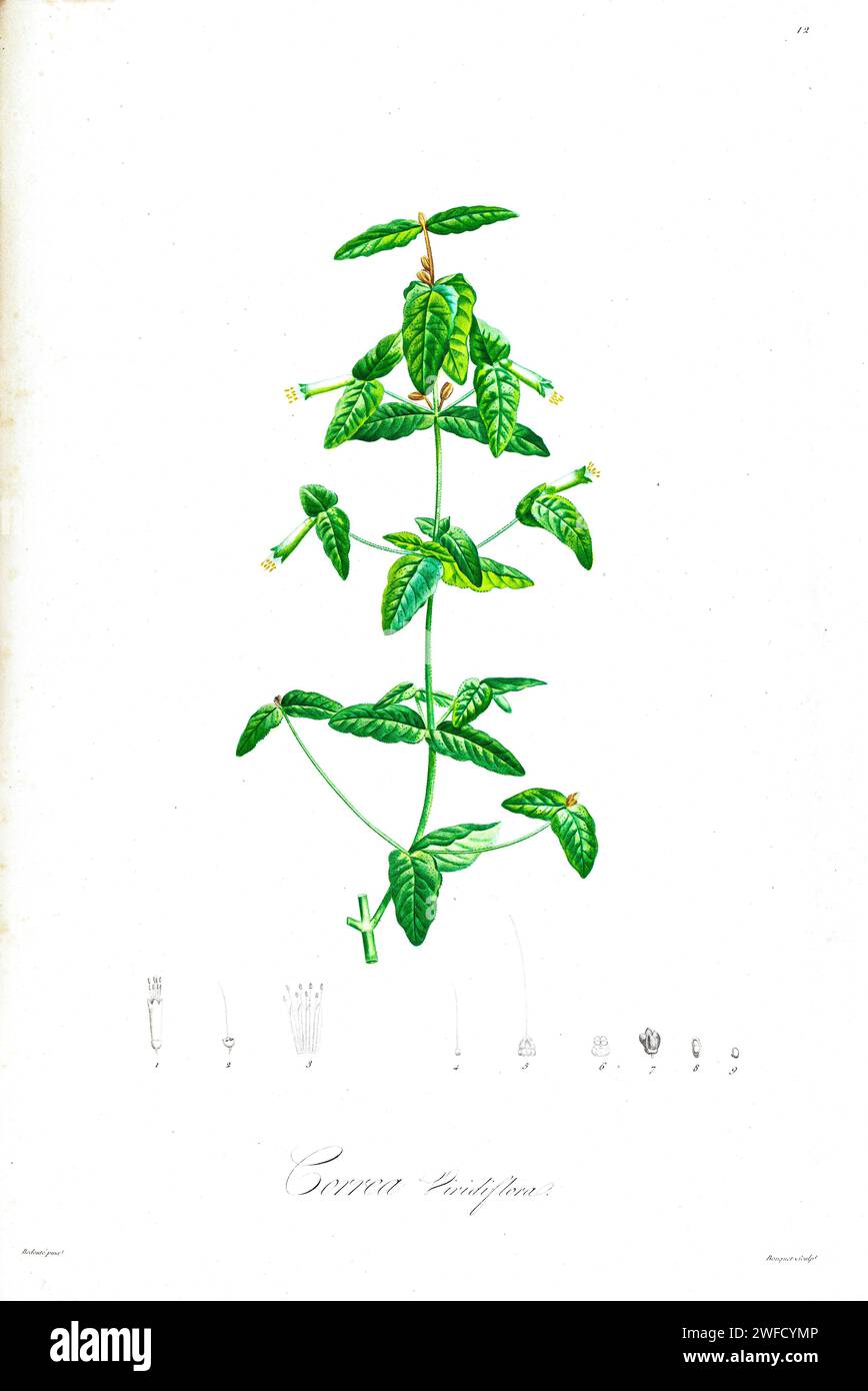 Native plants australia illustration hi-res stock photography and ...