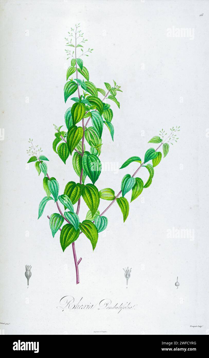 Aciotis pendulifolia syn Rhexia pendulifolia from Description of rare ...