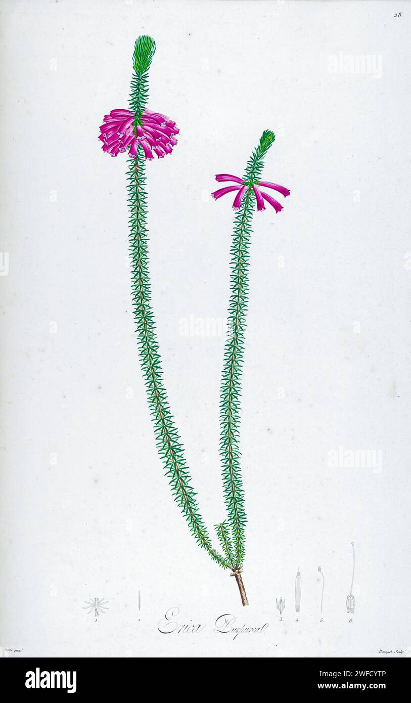 ERICA PURPUREA. from Description of rare plants grown in Malmaison and ...