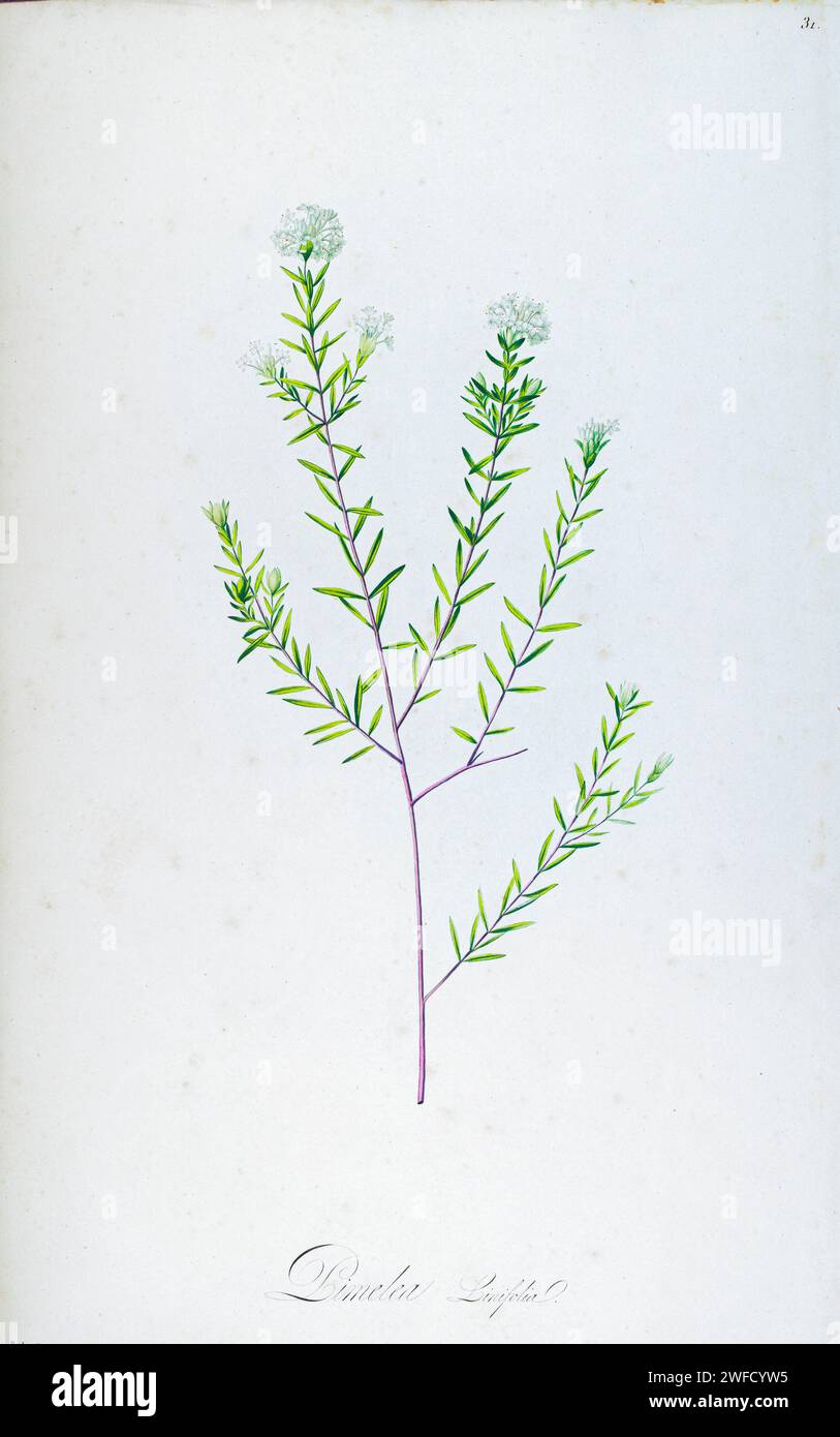 Pimelea linifolia, commonly known as slender rice flower is a common ...