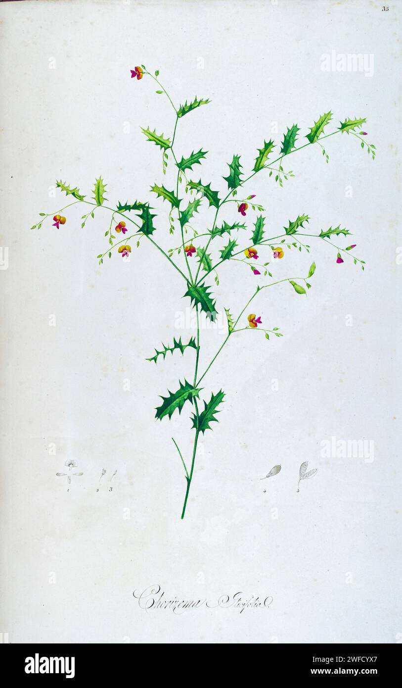 Chorizema ilicifolium, [here as Chorizema ilicifolia]commonly known as ...