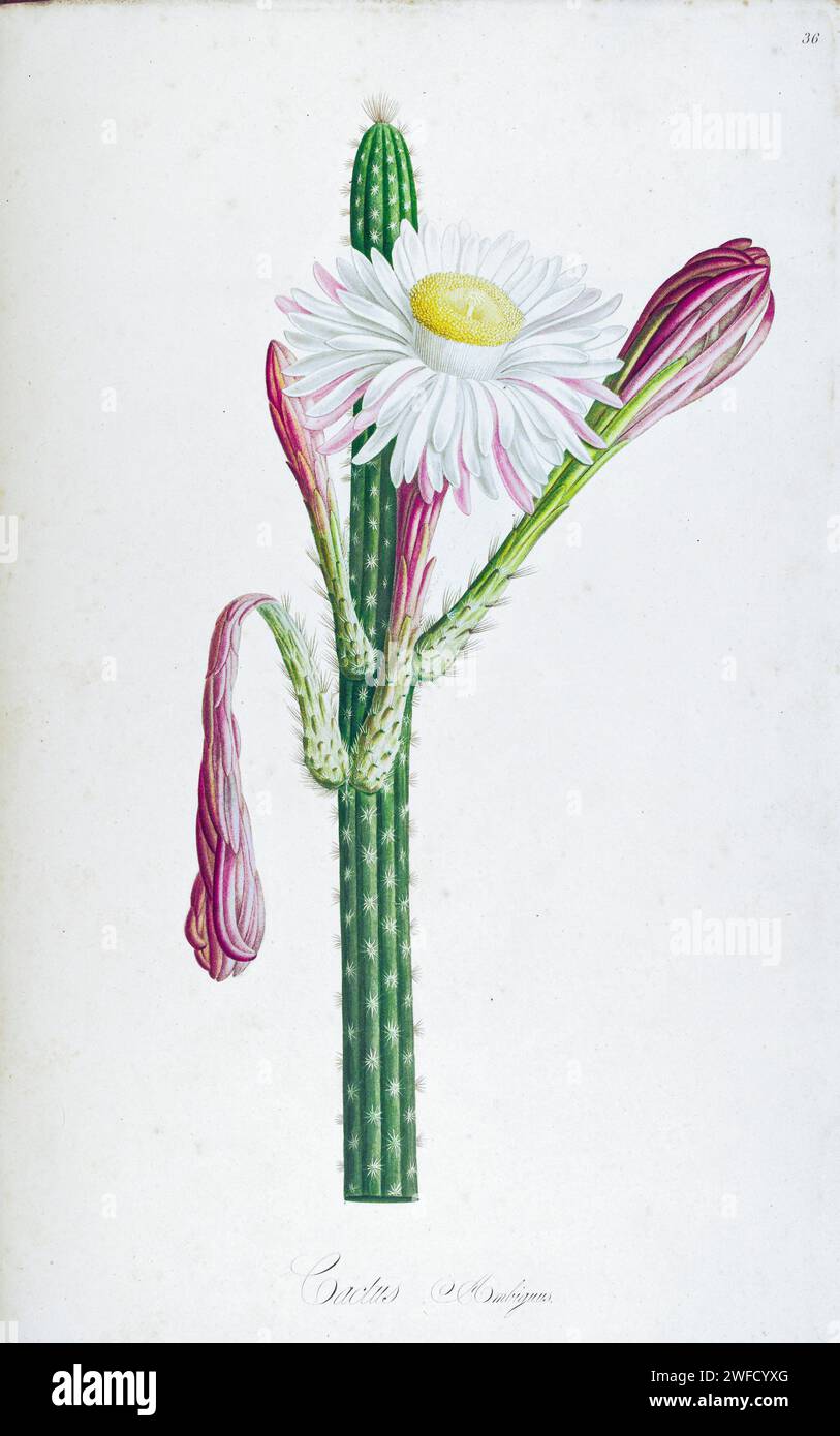 Cactus ambiguus from Description of rare plants grown in Malmaison and ...