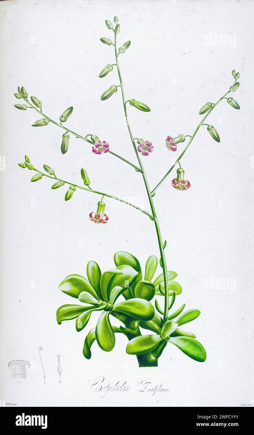 Cotyledon tardiflora here as Cotyledon tardiflorum from Description of ...