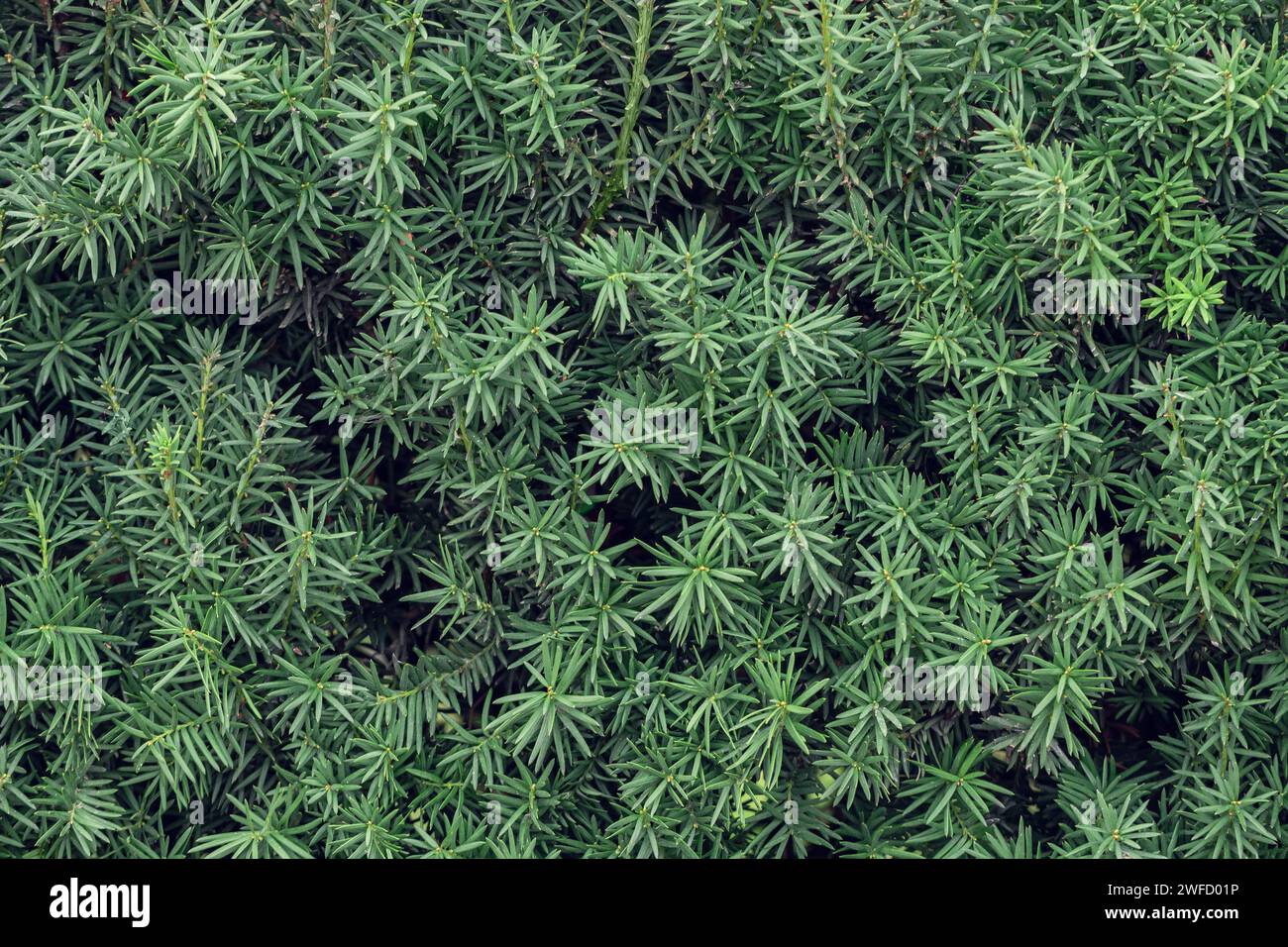 Natural coniferous green bush texture background, outdoor plant Stock ...