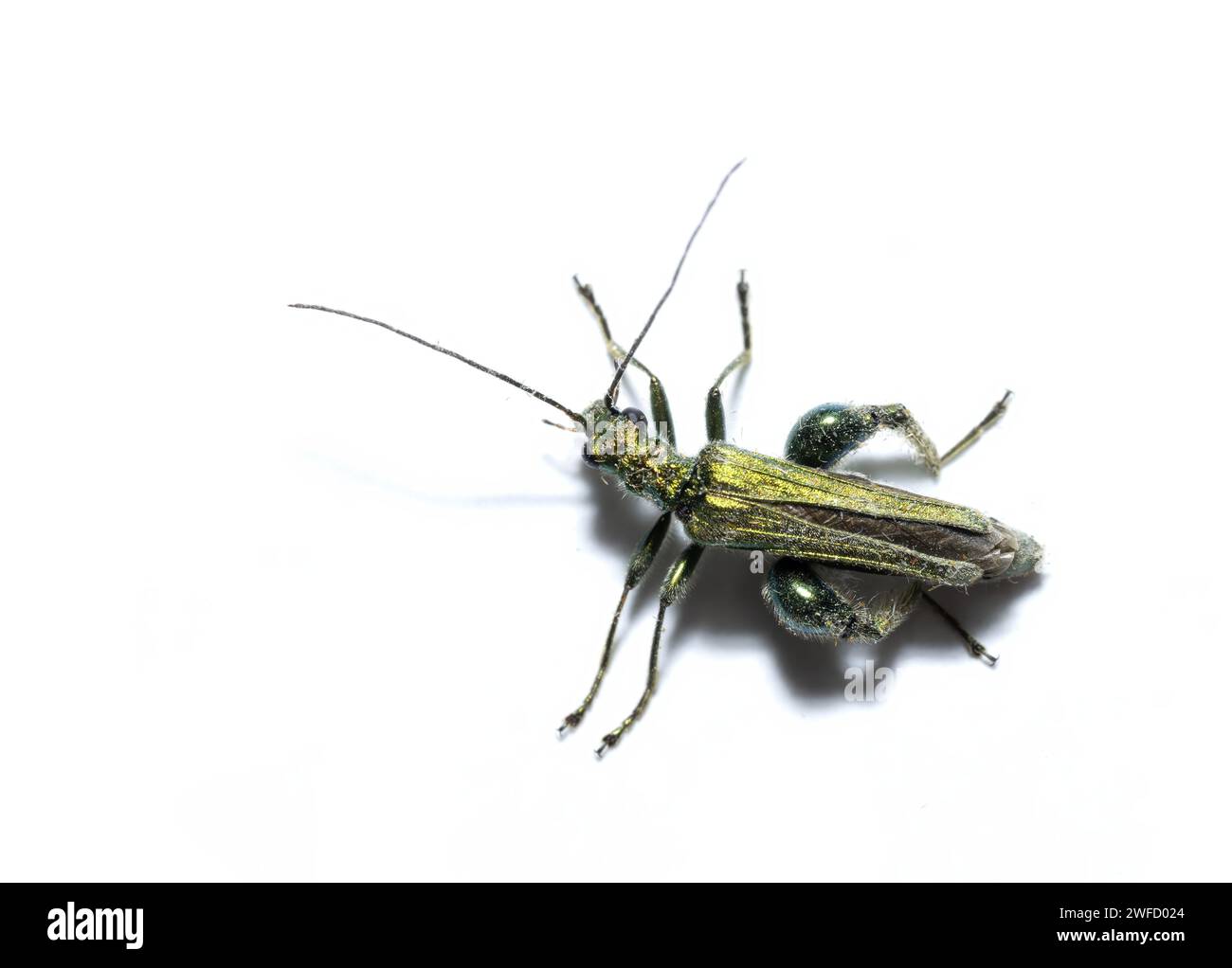 Closeup shot of thick legged flower beetle, Oedemera Nobilis insect ...