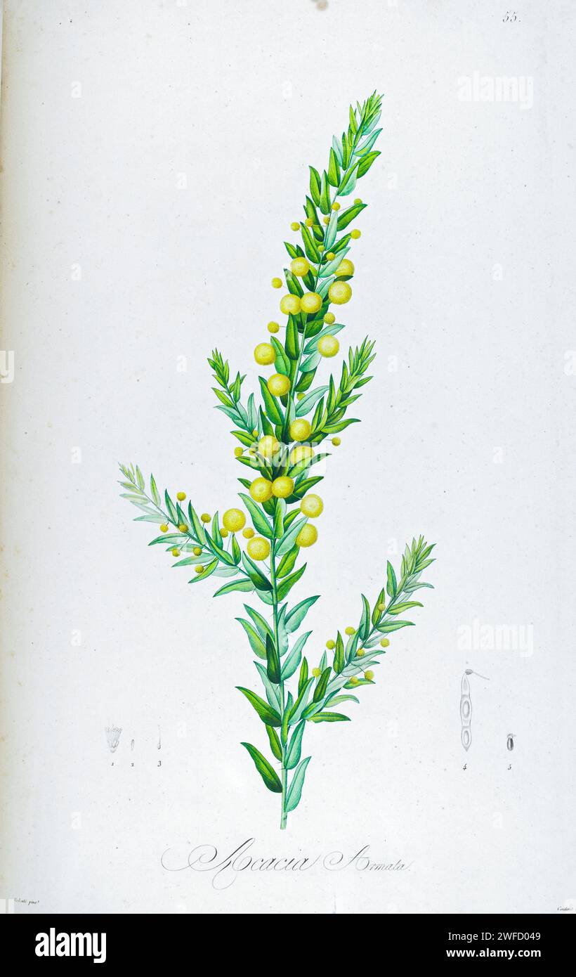 Acacia paradoxa syn Acacia armata is a plant in the family Fabaceae ...