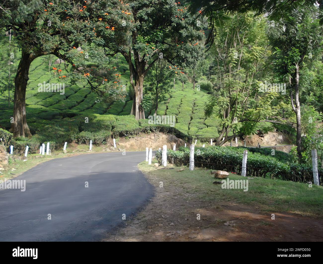 Indian trees hi-res stock photography and images - Alamy