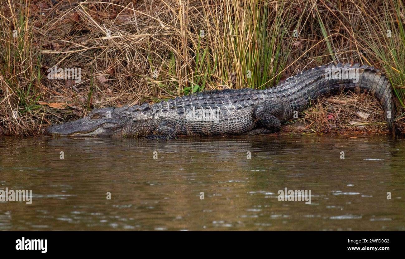North Carolina Alligator with a water reflection Stock Photo - Alamy
