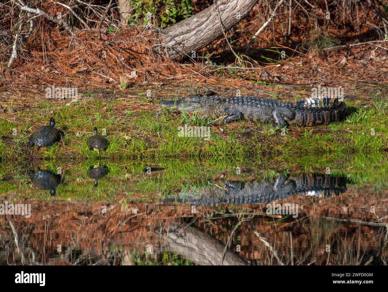 North Carolina Alligator with a water reflection Stock Photo - Alamy