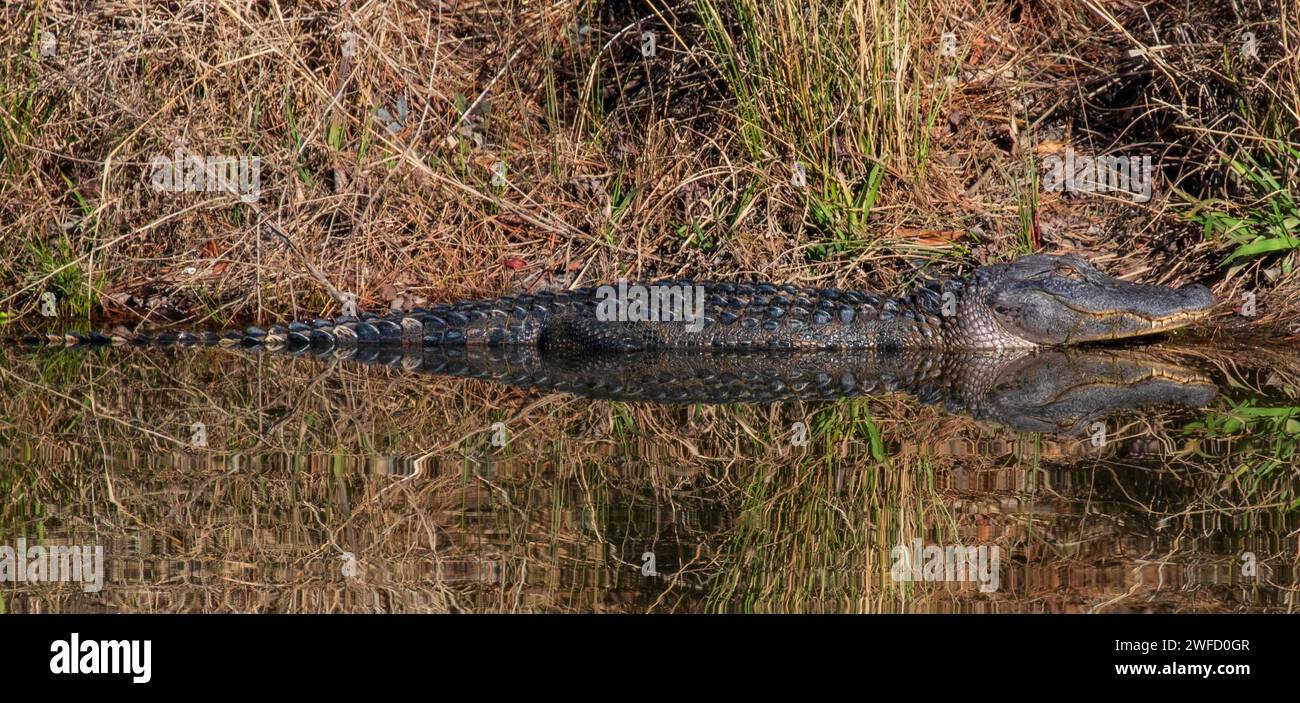 North Carolina Alligator with a water reflection Stock Photo - Alamy