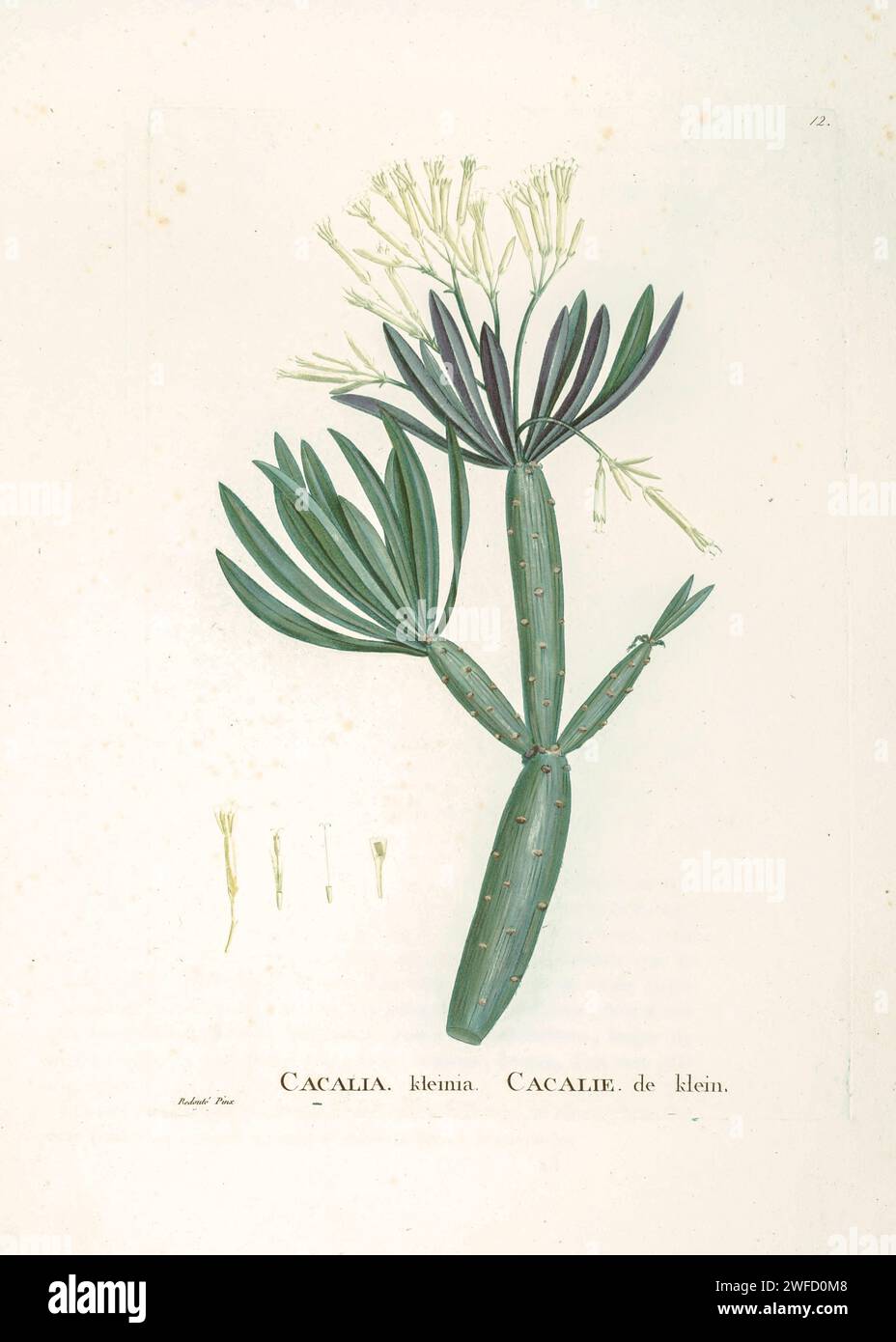 Senecio kleinia (L.) Less. Here As Cacalia kleinia from History of ...